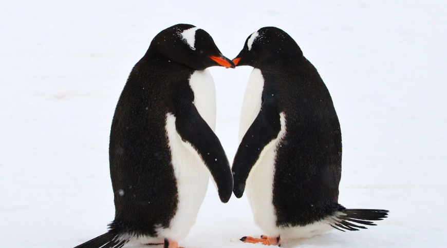 Best Penguin Names - All Group Names