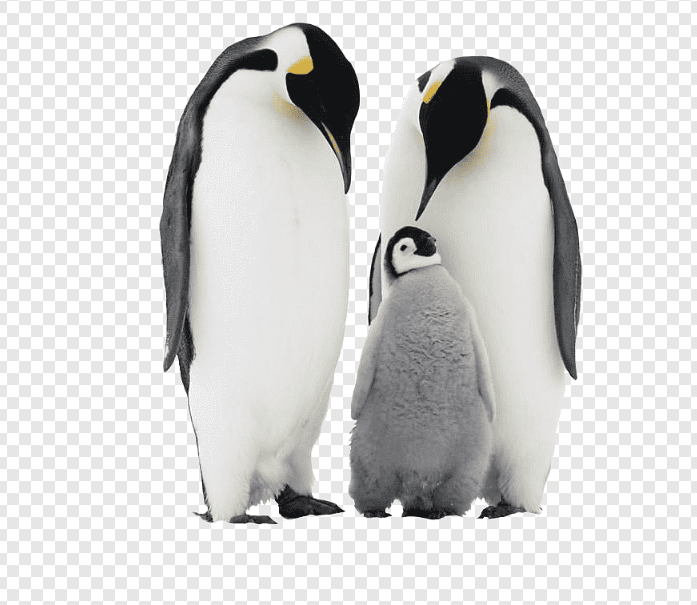 Best Penguin Names - All Group Names