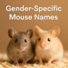 200+ Unique Mouse Names - All Group Names